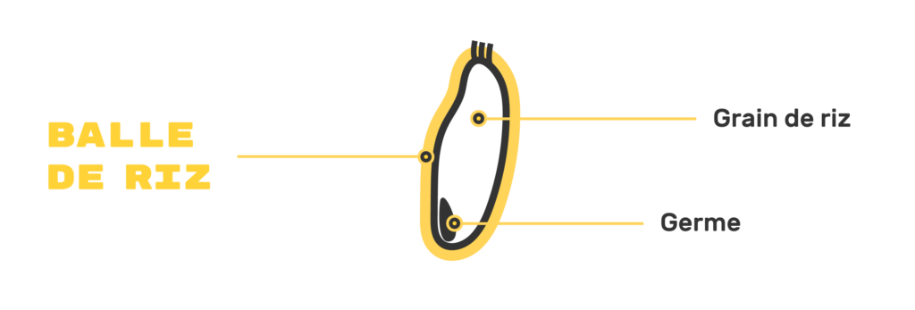 La balle de riz : litière animale et isolant naturel